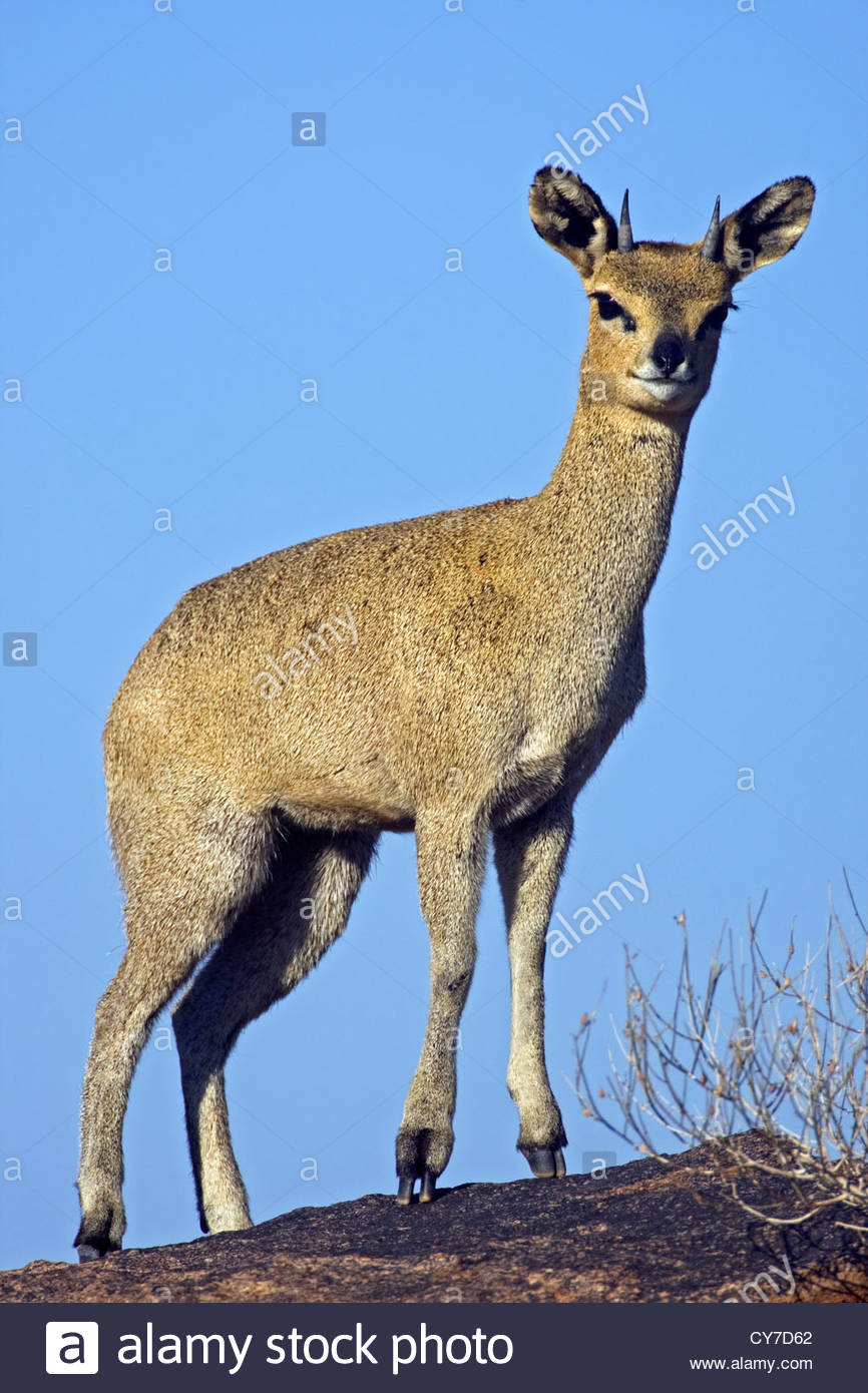 Klipspringer High Resolution Stock Photography and Images - Alamy