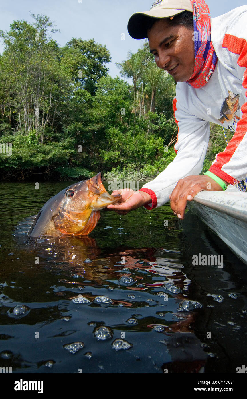 A guide admires a large "paca" peacock bass caught in a lagoon in ...