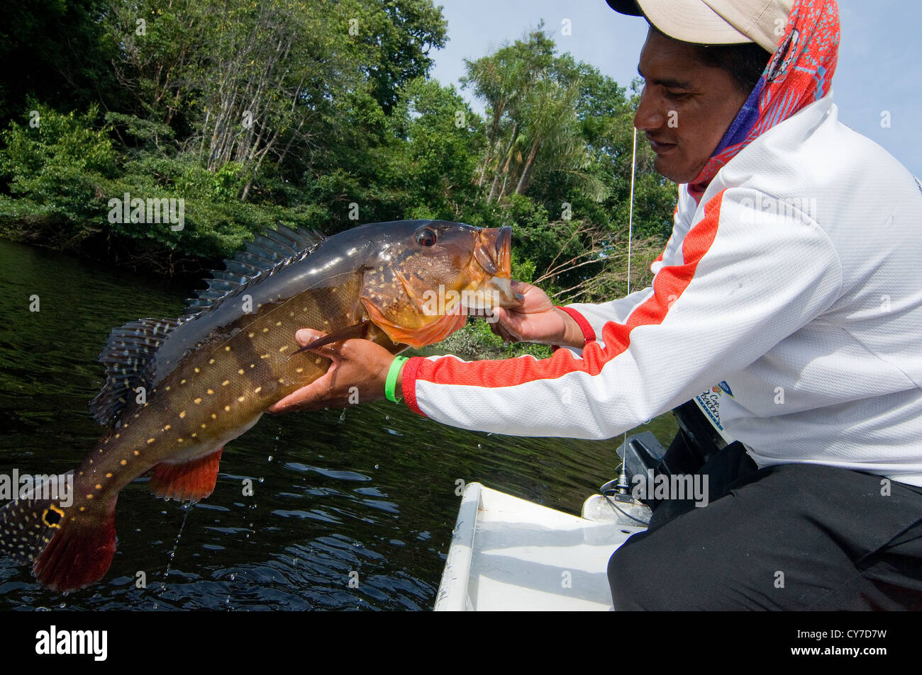 A guide admires a large "paca" peacock bass caught in a lagoon in ...
