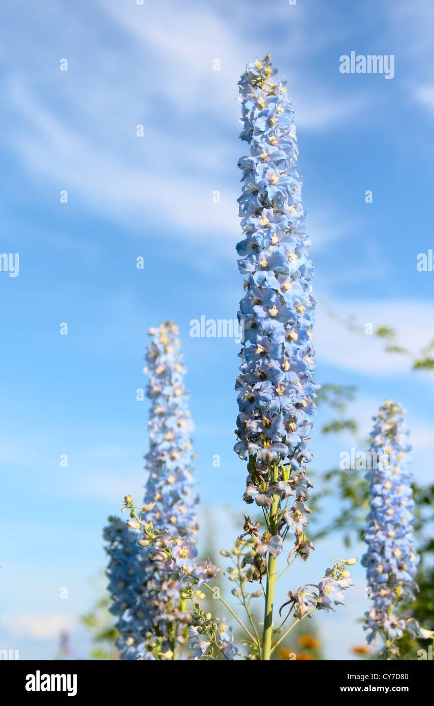 Delphinium blue against the blue sky with clouds Stock Photo - Alamy