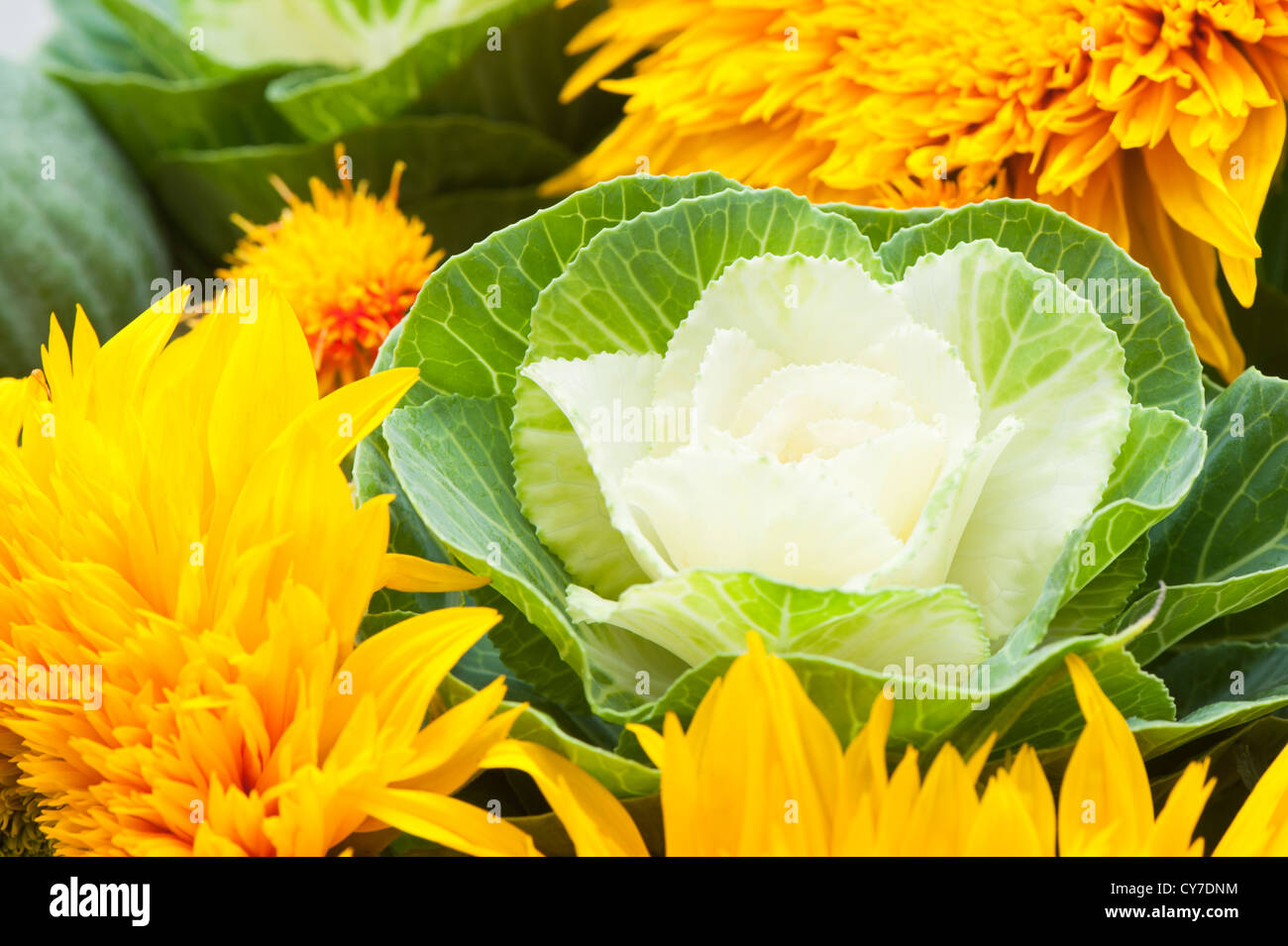 Cut flower bouquet with Ornamental Cabbage, Brassica oleracea, with ...