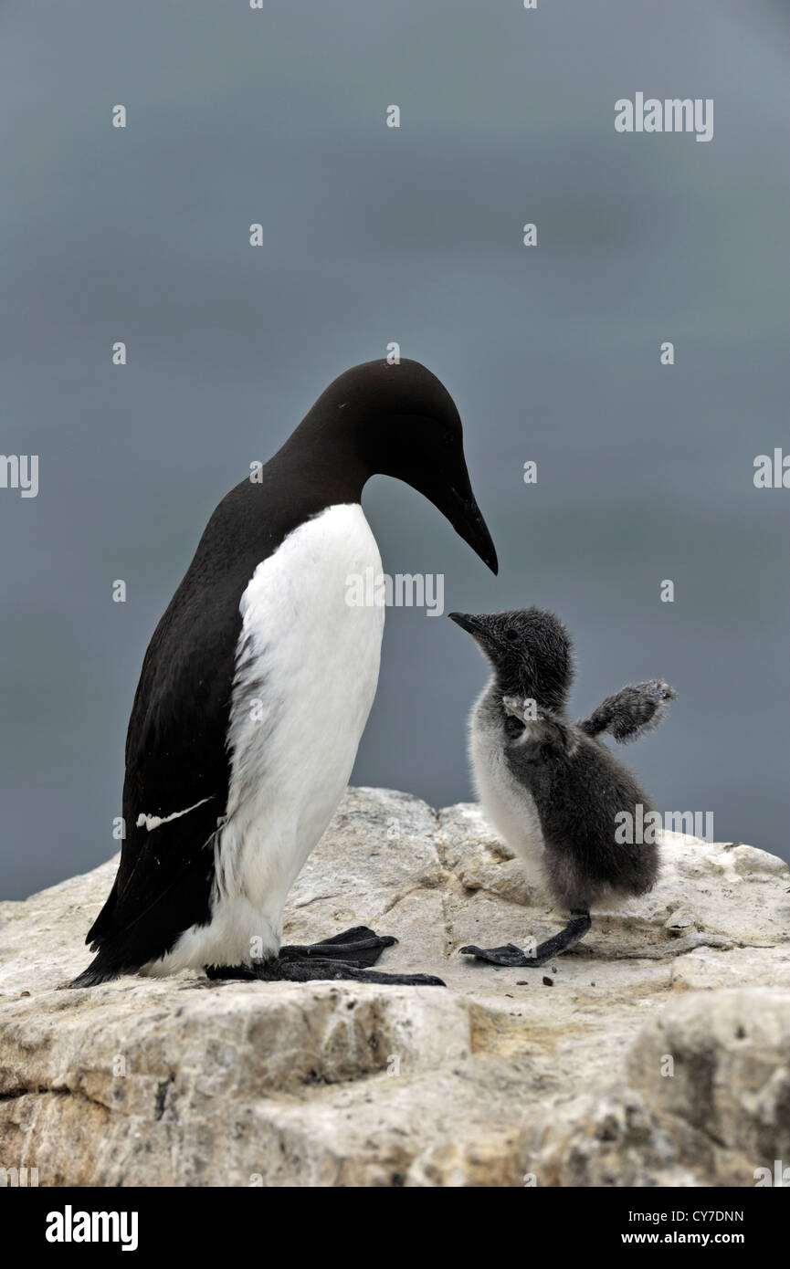 Guillemot family hi-res stock photography and images - Alamy