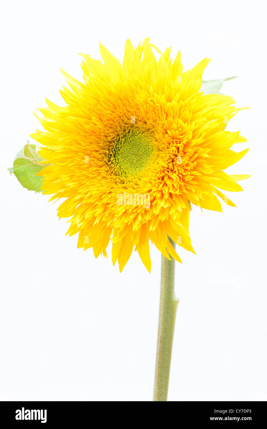 Dwarf sunflower hi-res stock photography and images - Alamy