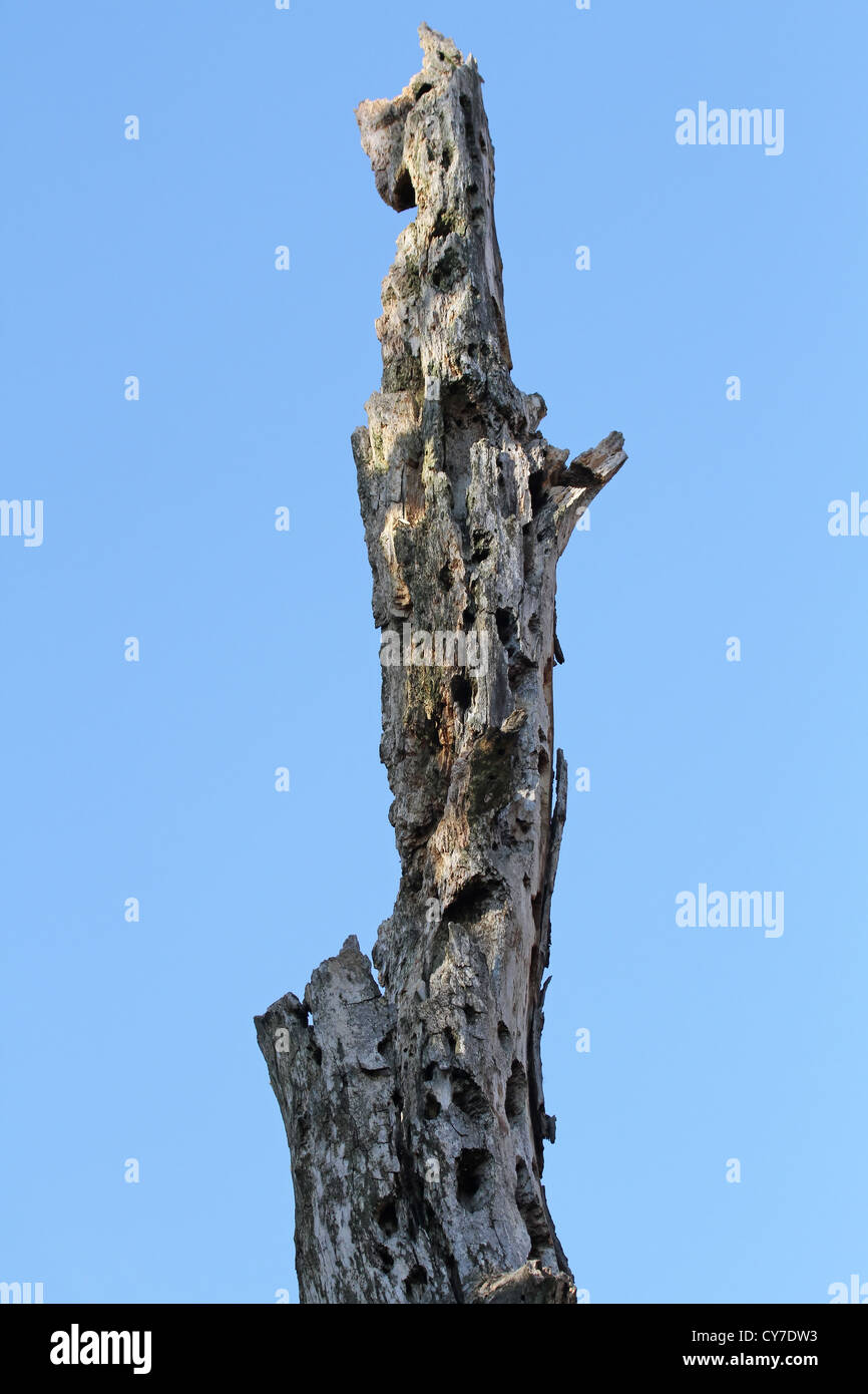 A dead tree trunk with a blue sky behind Stock Photo - Alamy