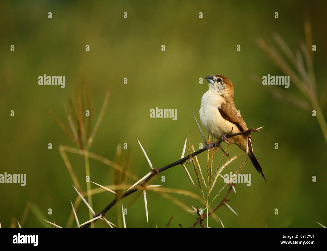 Indian silverbill hi-res stock photography and images - Alamy