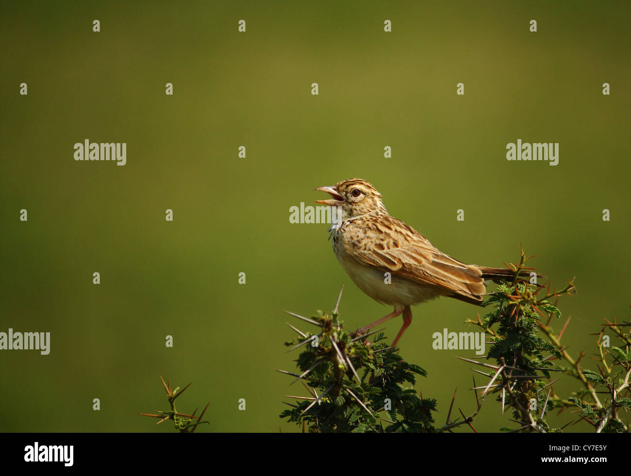 Lark birds hi-res stock photography and images - Alamy