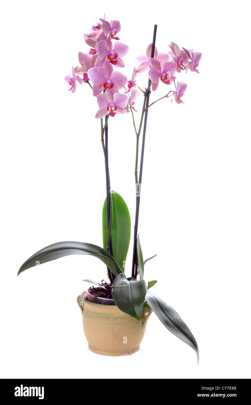 Pink Orchidea Flower Isolated On White Stock Photo - Alamy