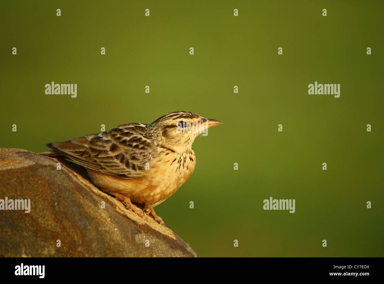 Lark birds hi-res stock photography and images - Alamy