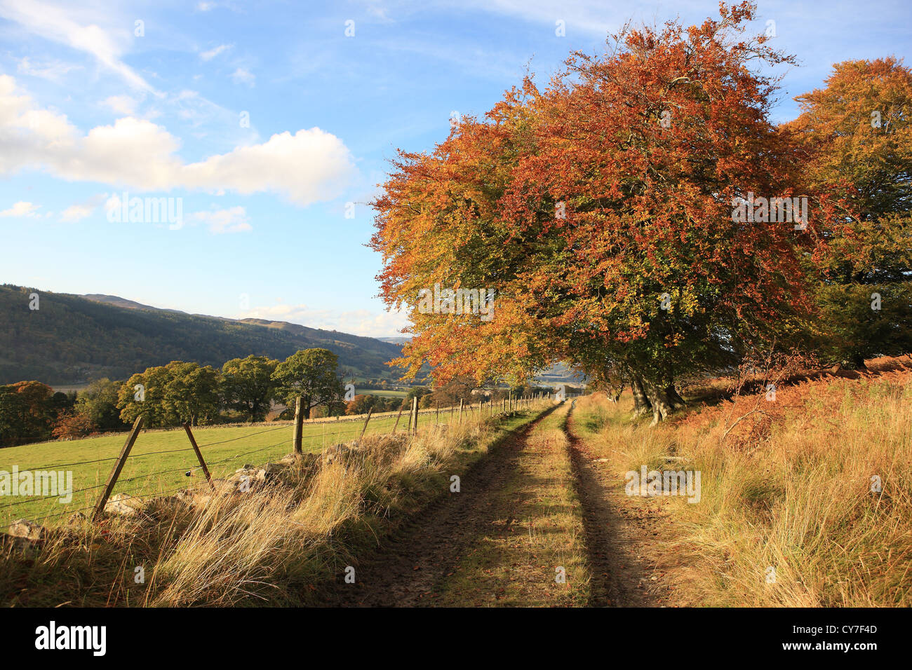 Autumn in perthshire hi-res stock photography and images - Alamy