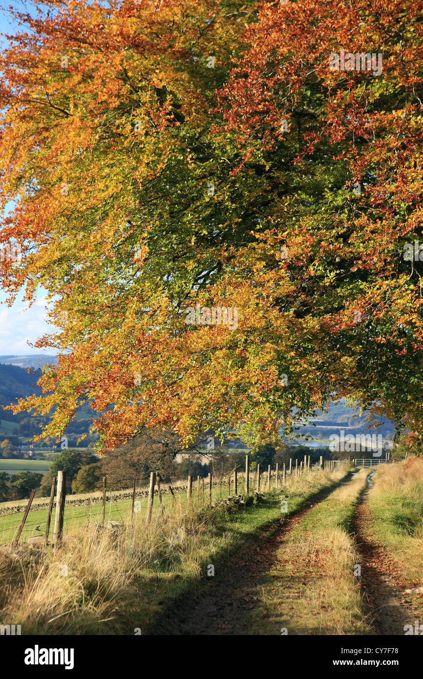 Tree in autumn colours in the Perthshire countryside in Scotland Stock ...