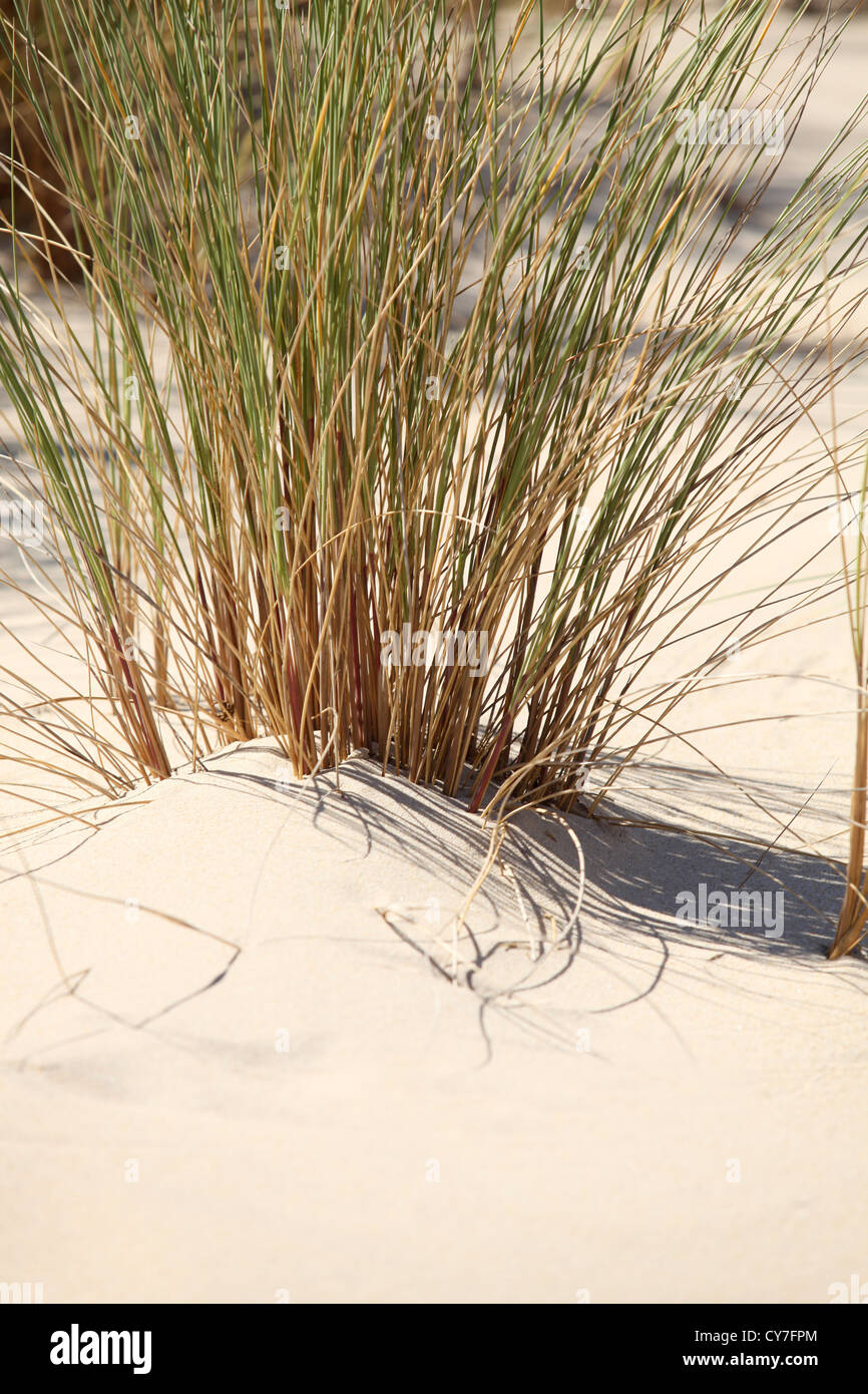 Reeds on a beach Stock Photo - Alamy