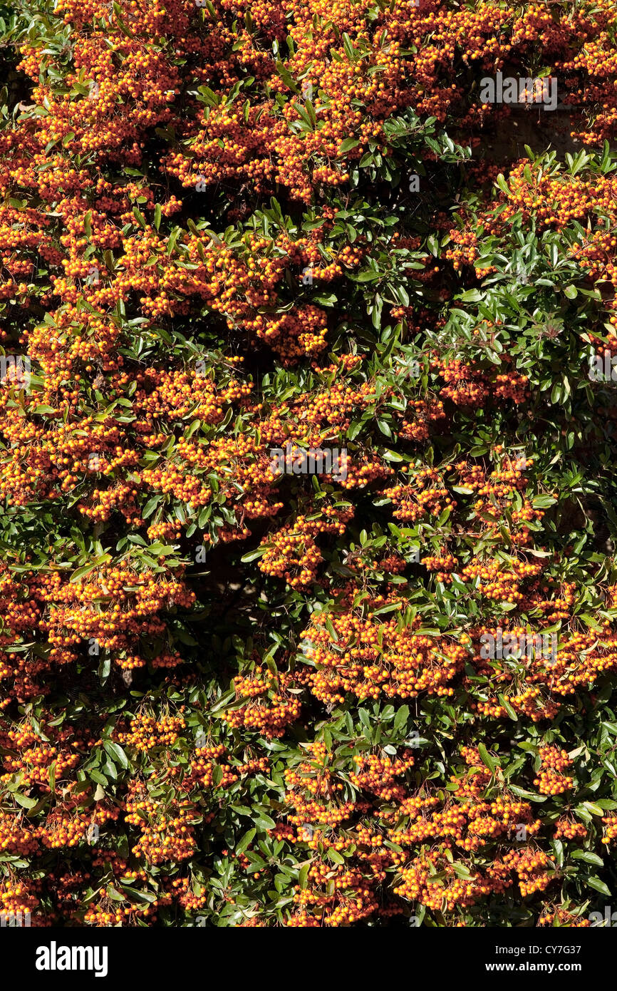 Pyracantha shrub hi-res stock photography and images - Alamy