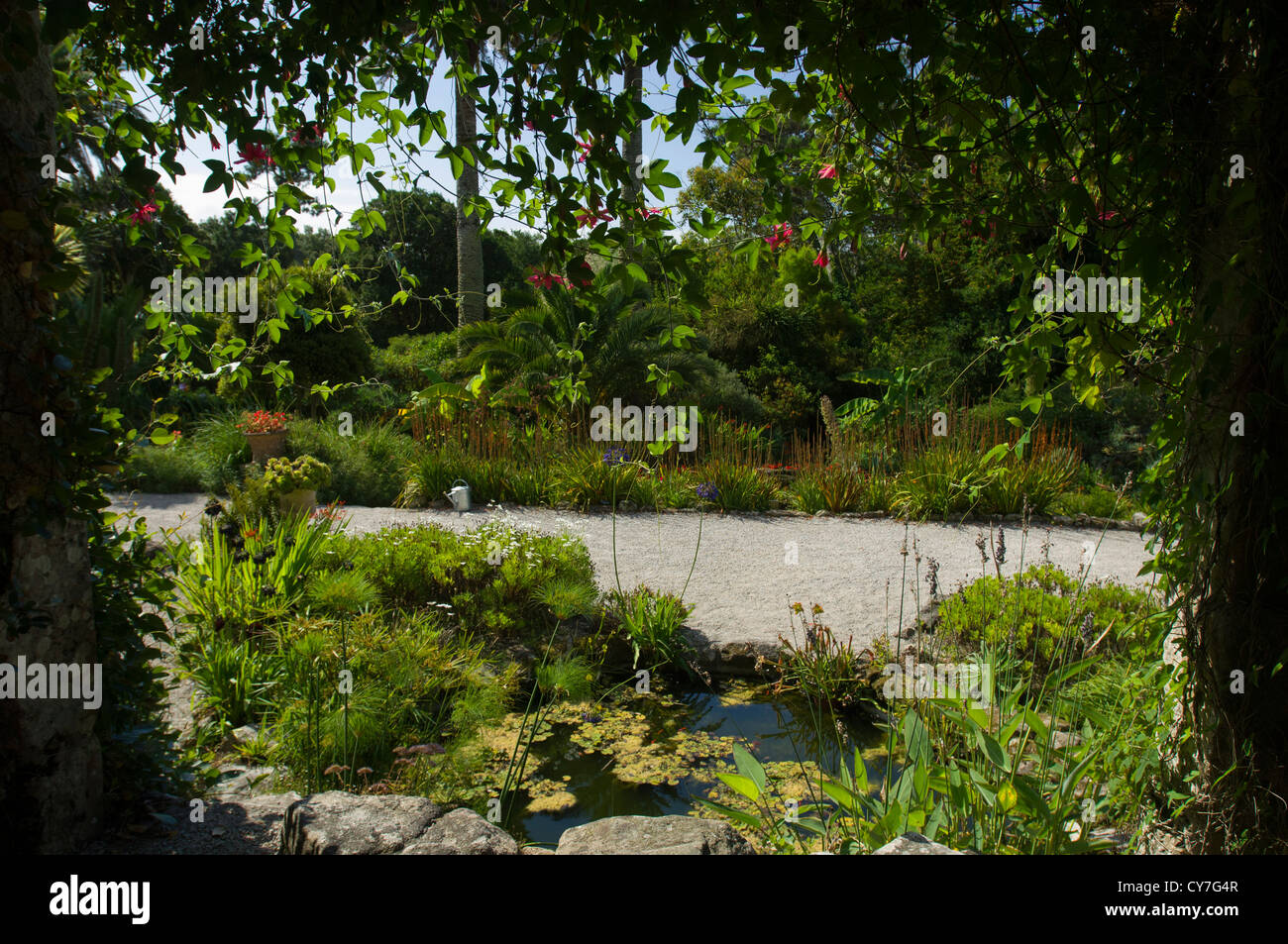 Secluded pond, Tresco Abbey Garden, Tresco, Isles of Scilly, England ...