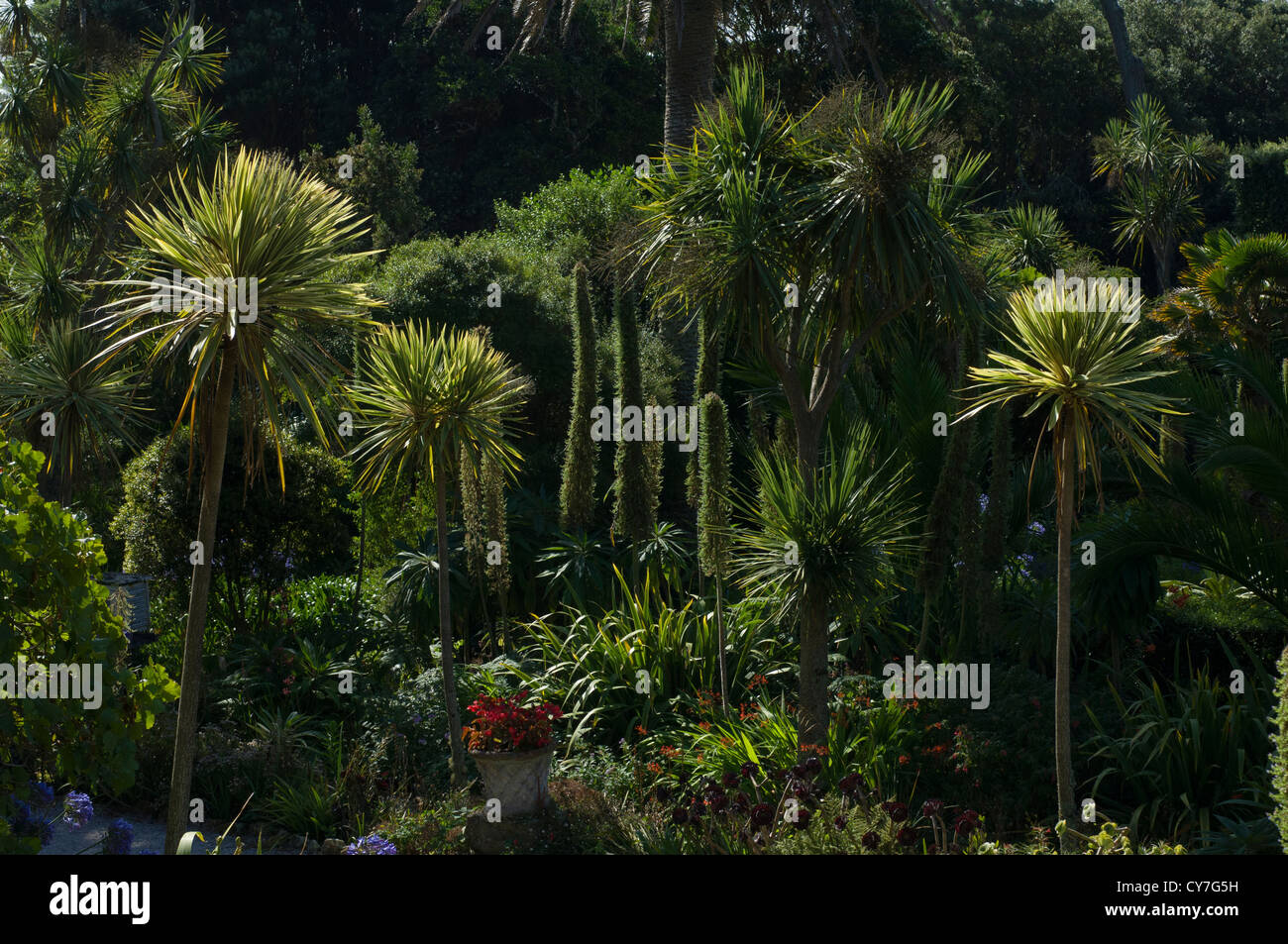 Exotic sub-tropical plants, Tresco Abbey Garden, Tresco, Isles of ...