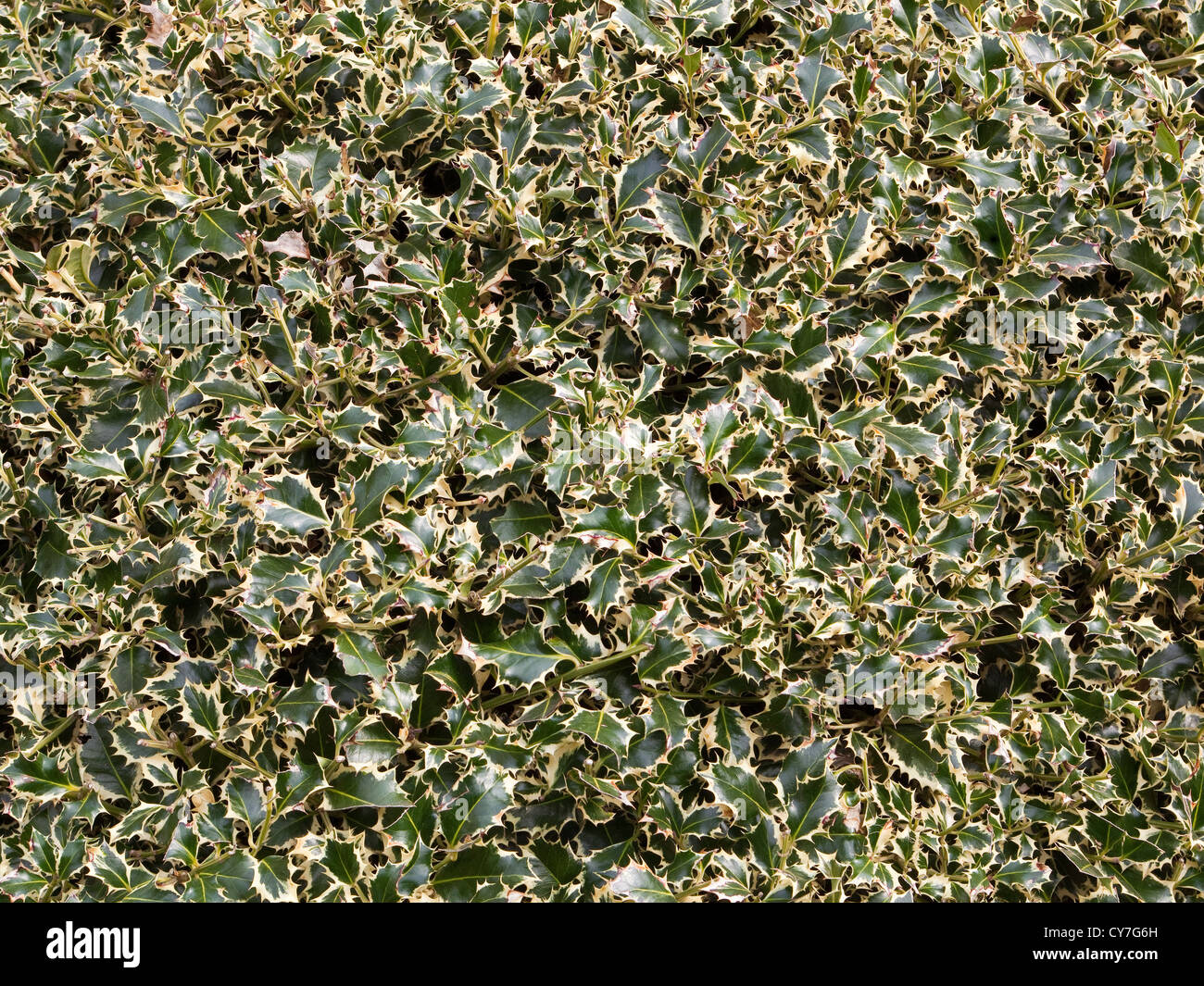 Background texture of neatly clipped variegated holly Stock Photo - Alamy