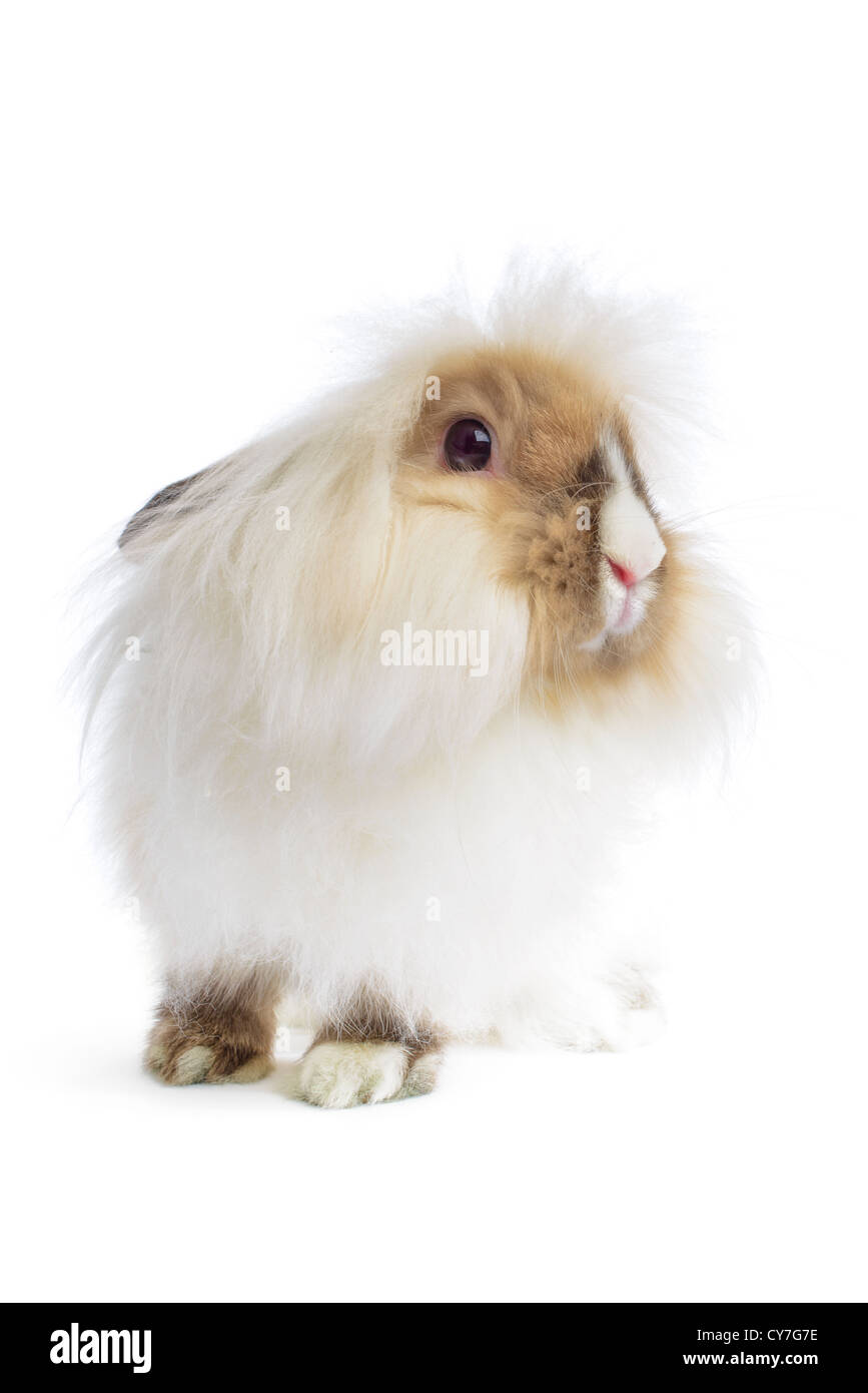 Lion head rabbit hi-res stock photography and images - Alamy