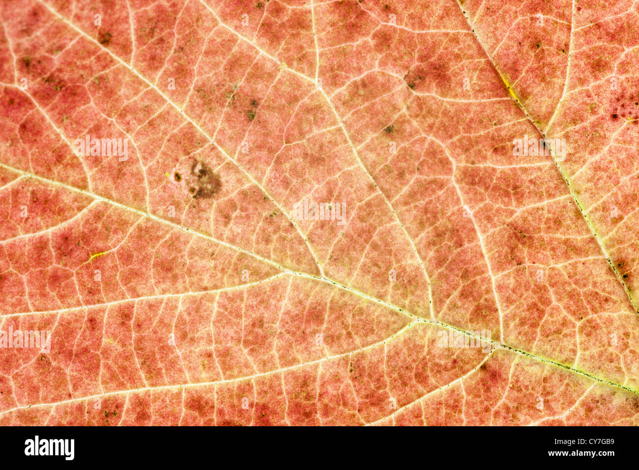 Simple yellow brightly background hi-res stock photography and images ...