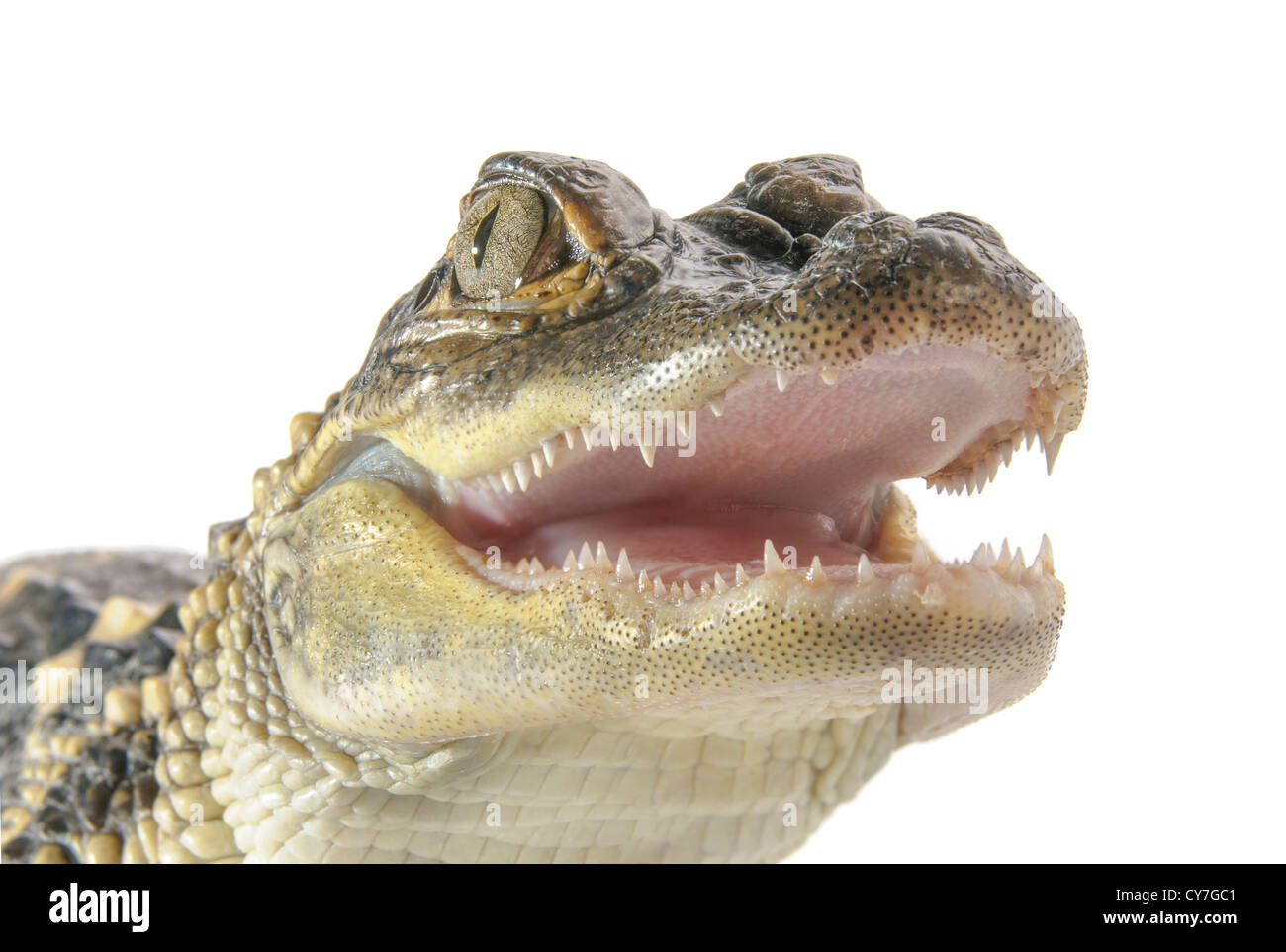 Close-up of young American Alligator on white background Stock Photo ...