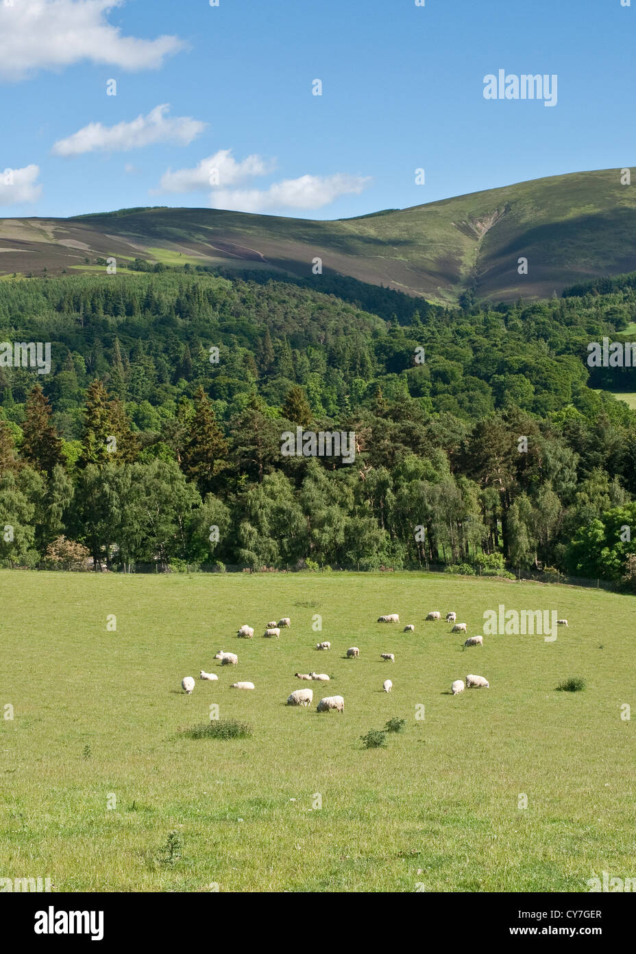 Mixed farmland in the Scottish Borders Stock Photo - Alamy
