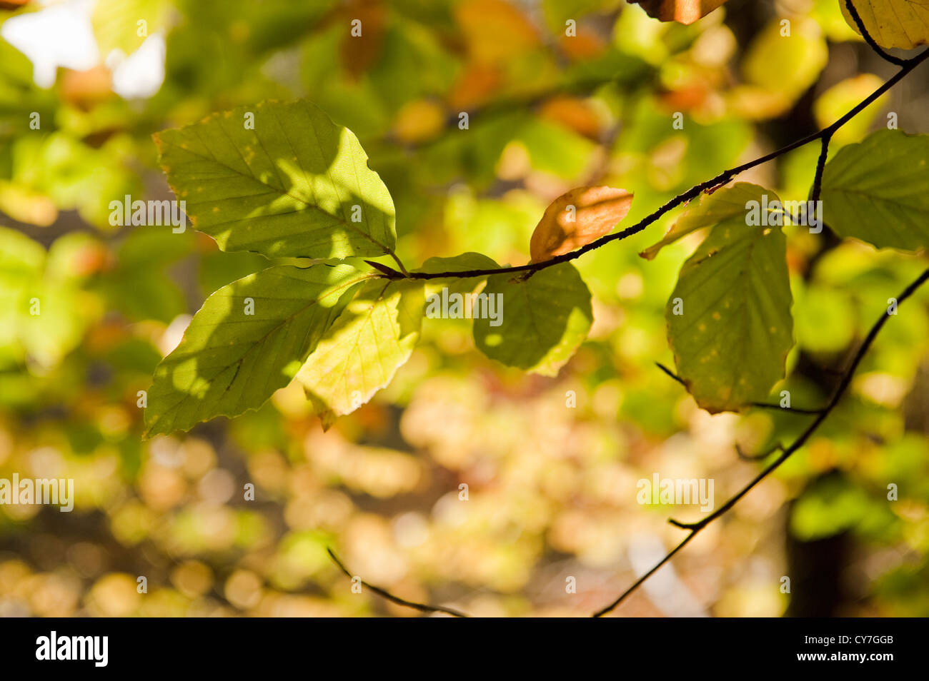 Leaves of Common Beech tree (Fagus sylvatica Stock Photo - Alamy