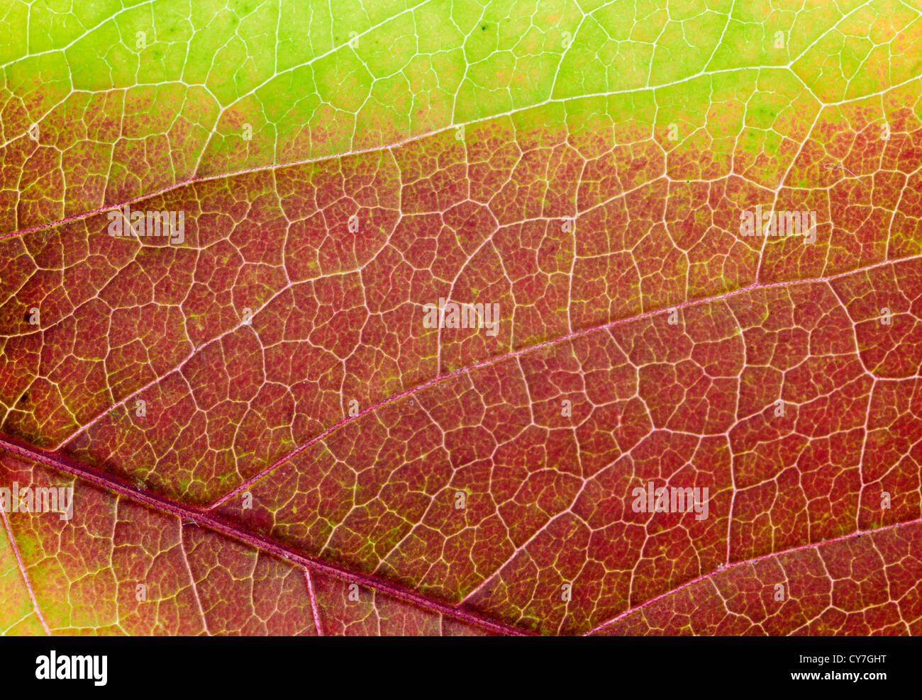 Green Red leaf of an aspen with yellow streaks. Close up. Autumn ...