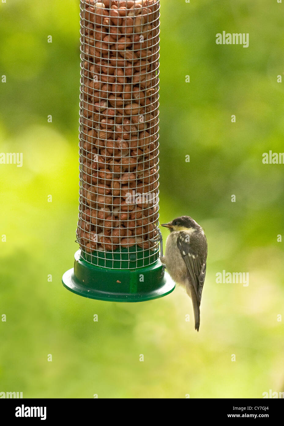 Wild birds on feeder, Perthshire, Scotland Stock Photo - Alamy