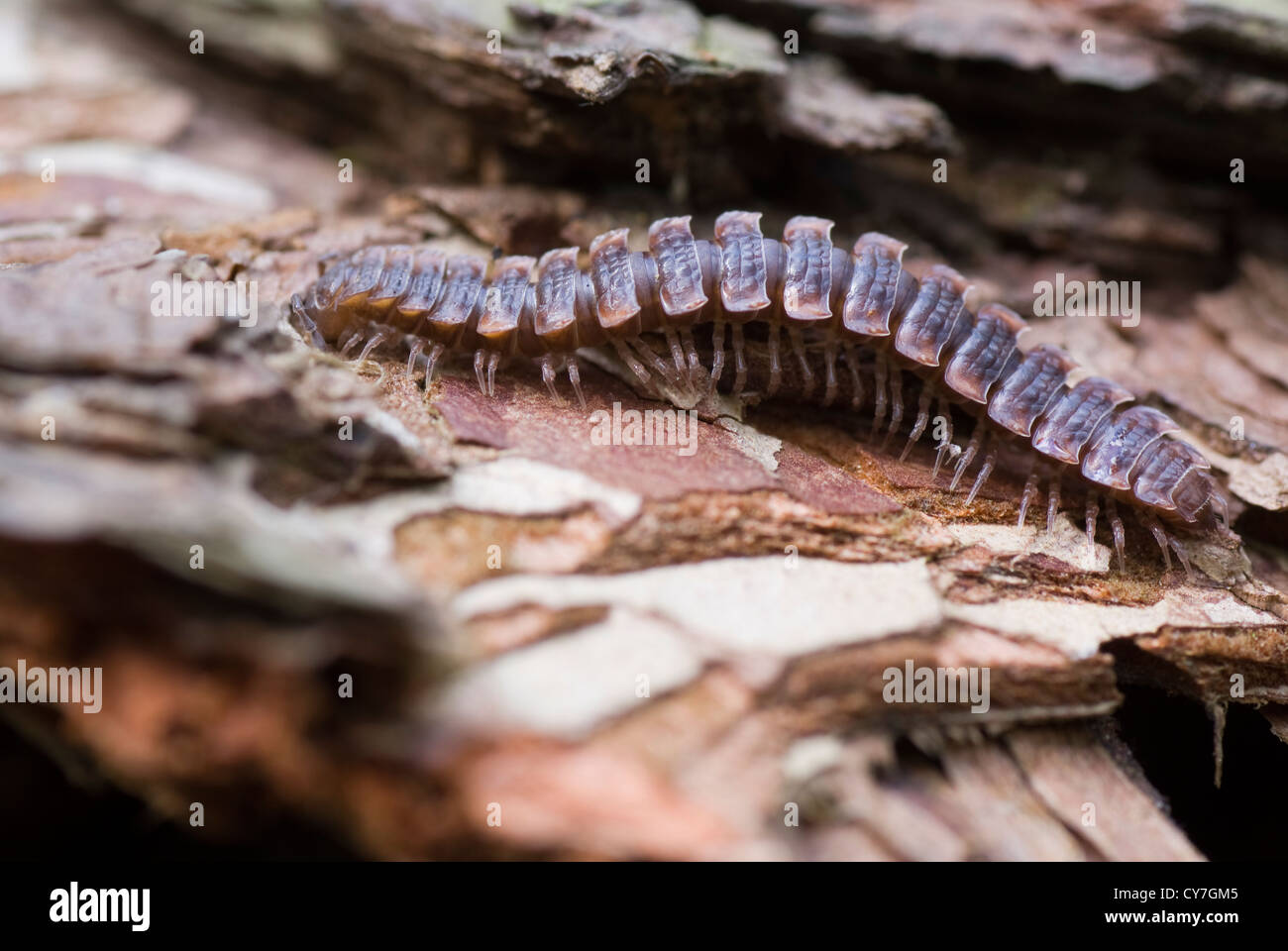 small centipede siting on brown bark tree Stock Photo - Alamy