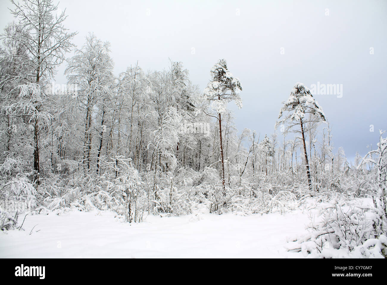 snow wood at dull day Stock Photo - Alamy