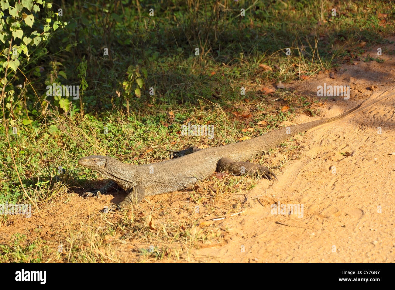A large land monitor lizard, Latin name Varanus bengalensis by a dusty ...