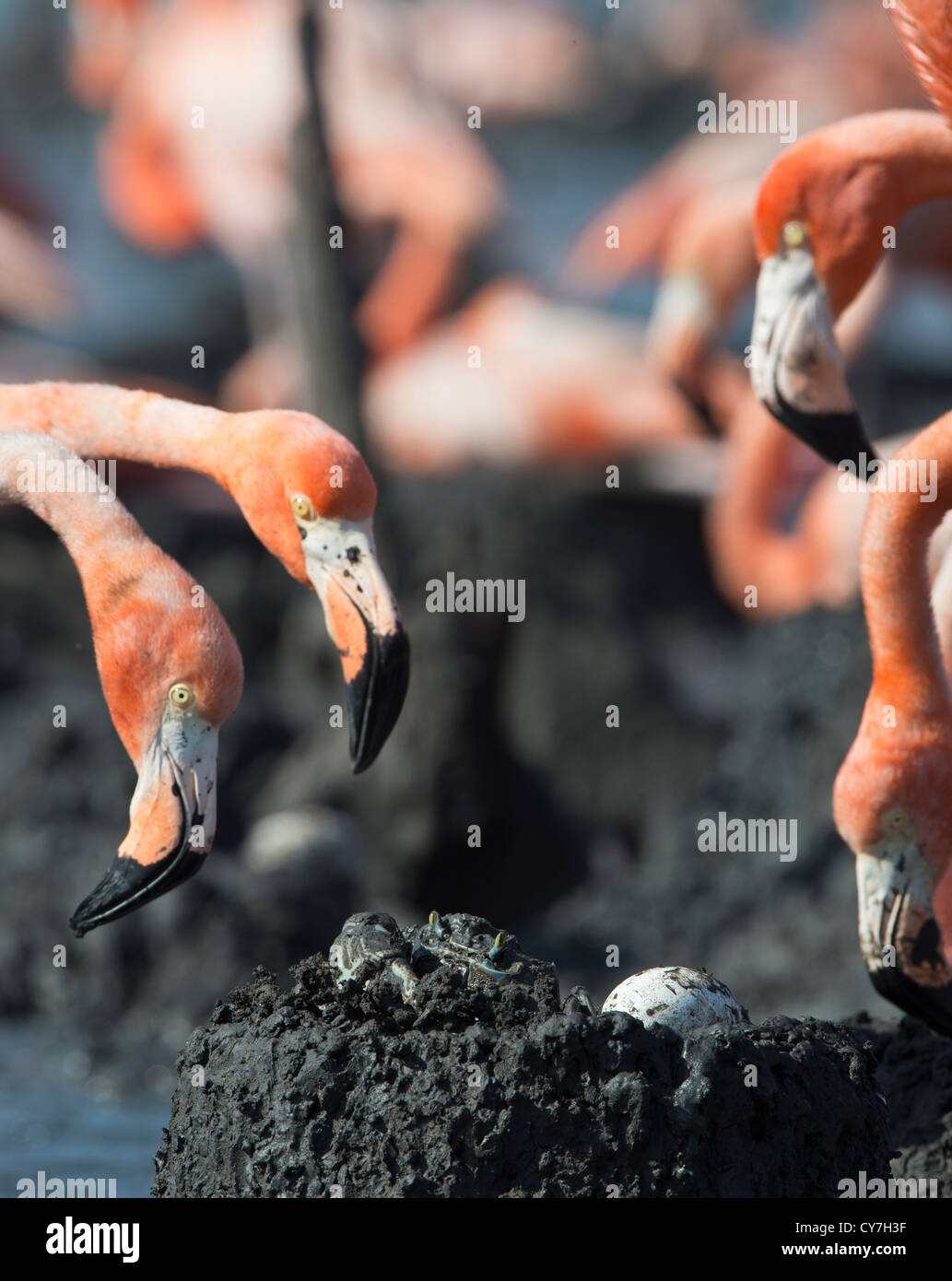 Flamingo egg hi-res stock photography and images - Alamy