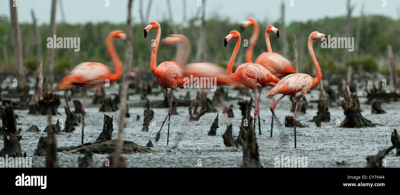 American flamingo ornithology hi-res stock photography and images - Alamy