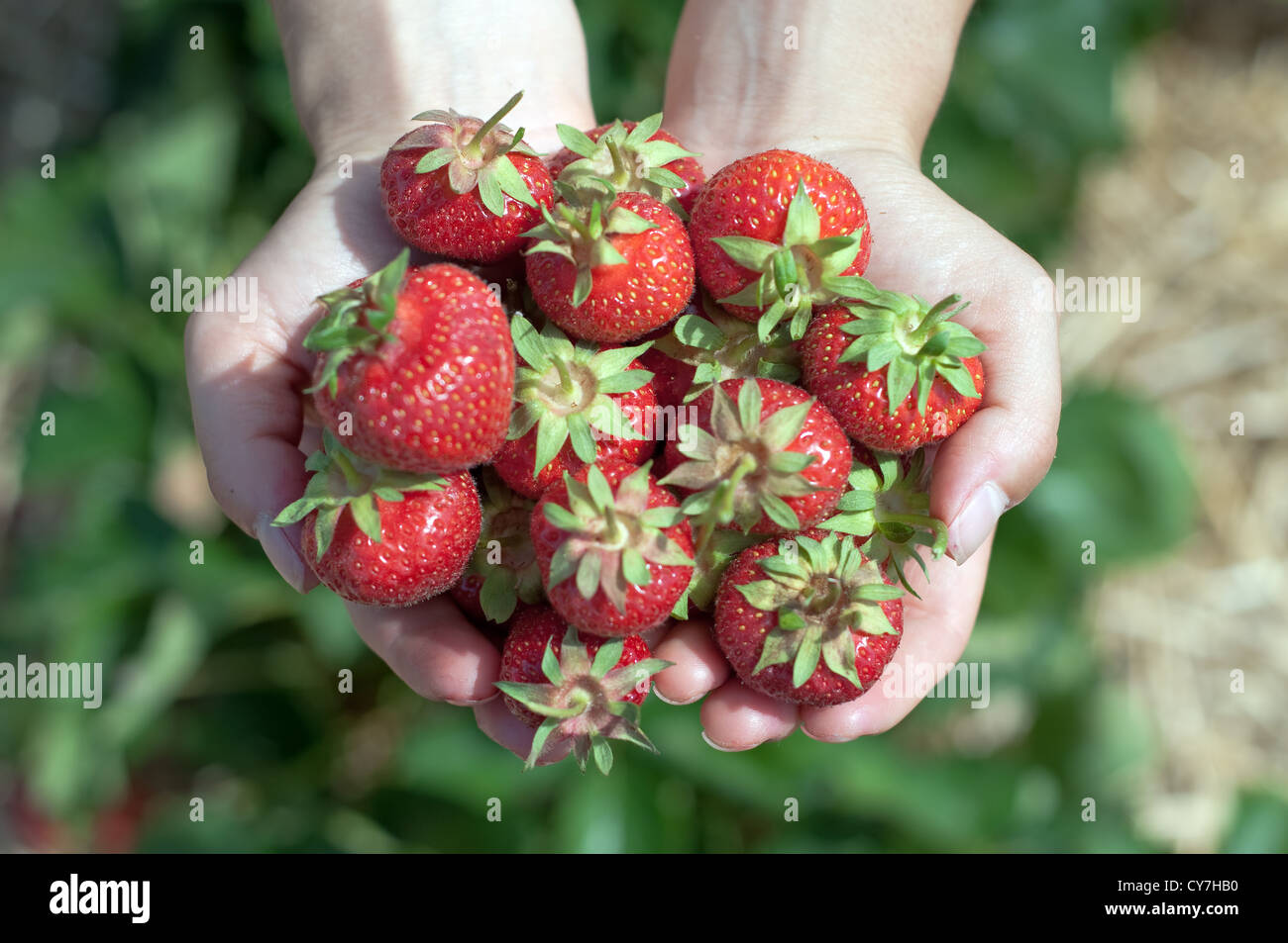 Hand picked strawberry hi-res stock photography and images - Alamy