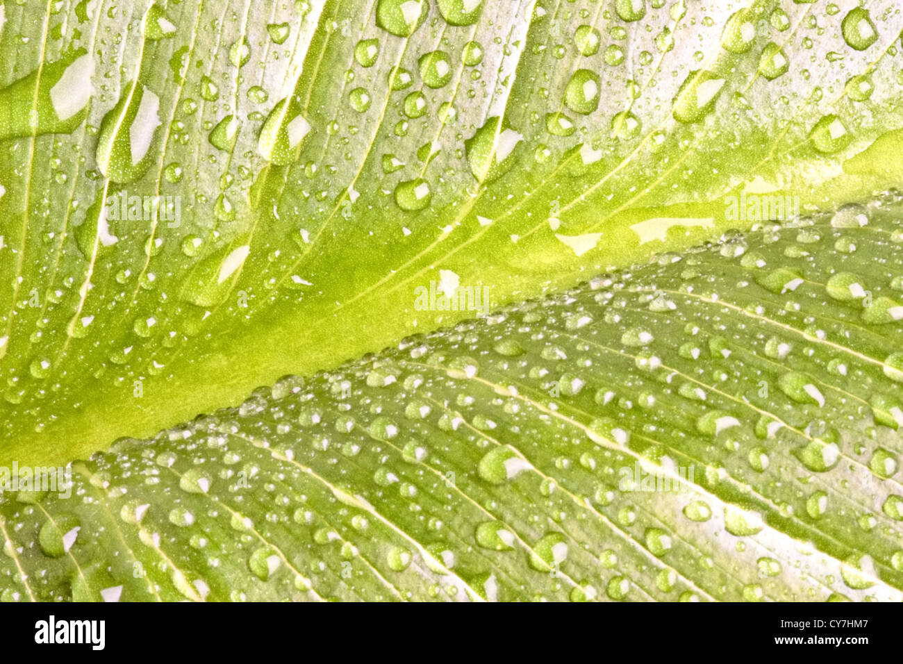 Green leaf water drops on hi-res stock photography and images - Alamy