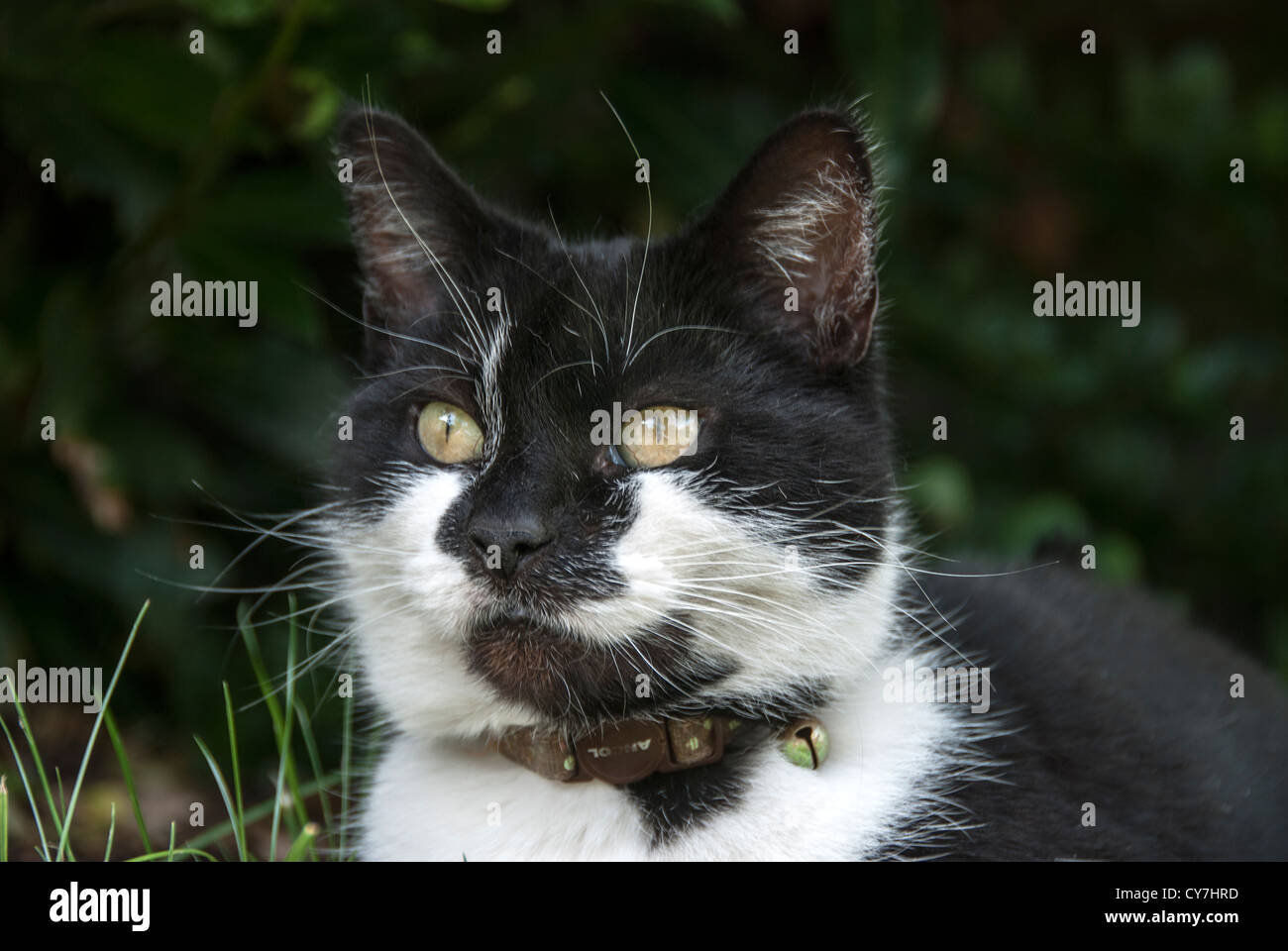 Oscar the cat Stock Photo - Alamy