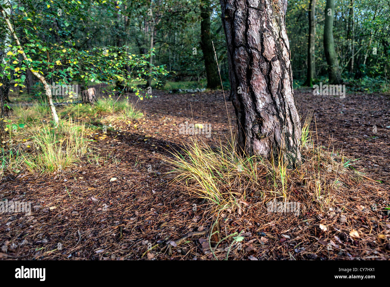 Sunlit glade in the woodlands - Ockham Common Stock Photo - Alamy