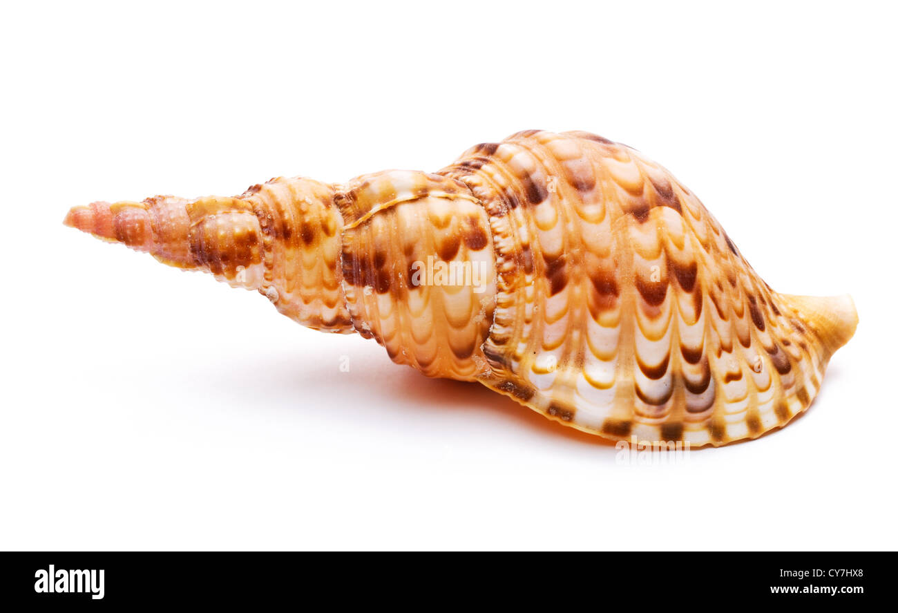 Shell and exoskeleton hi-res stock photography and images - Alamy