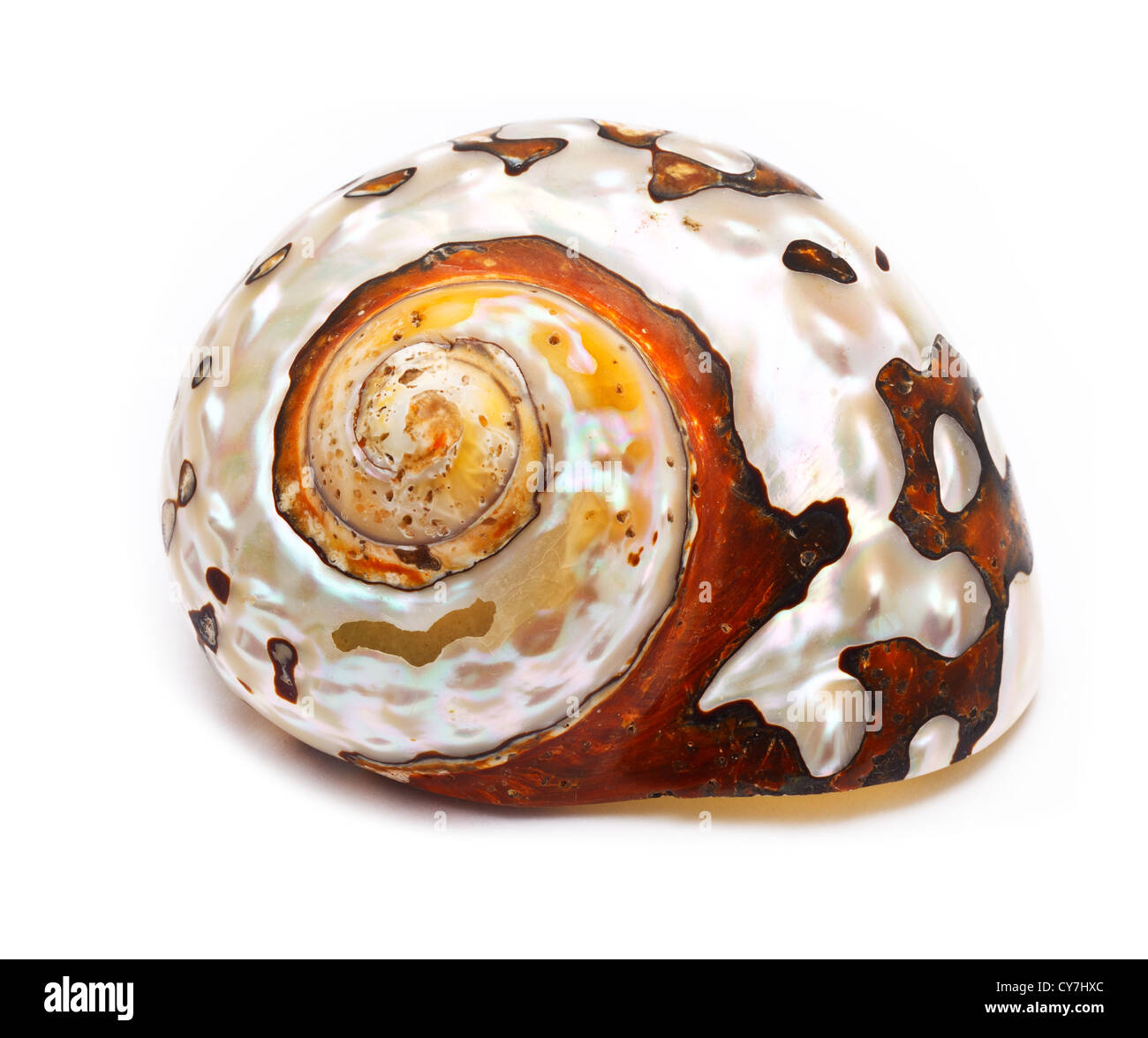 sea shell isolated on white Stock Photo - Alamy