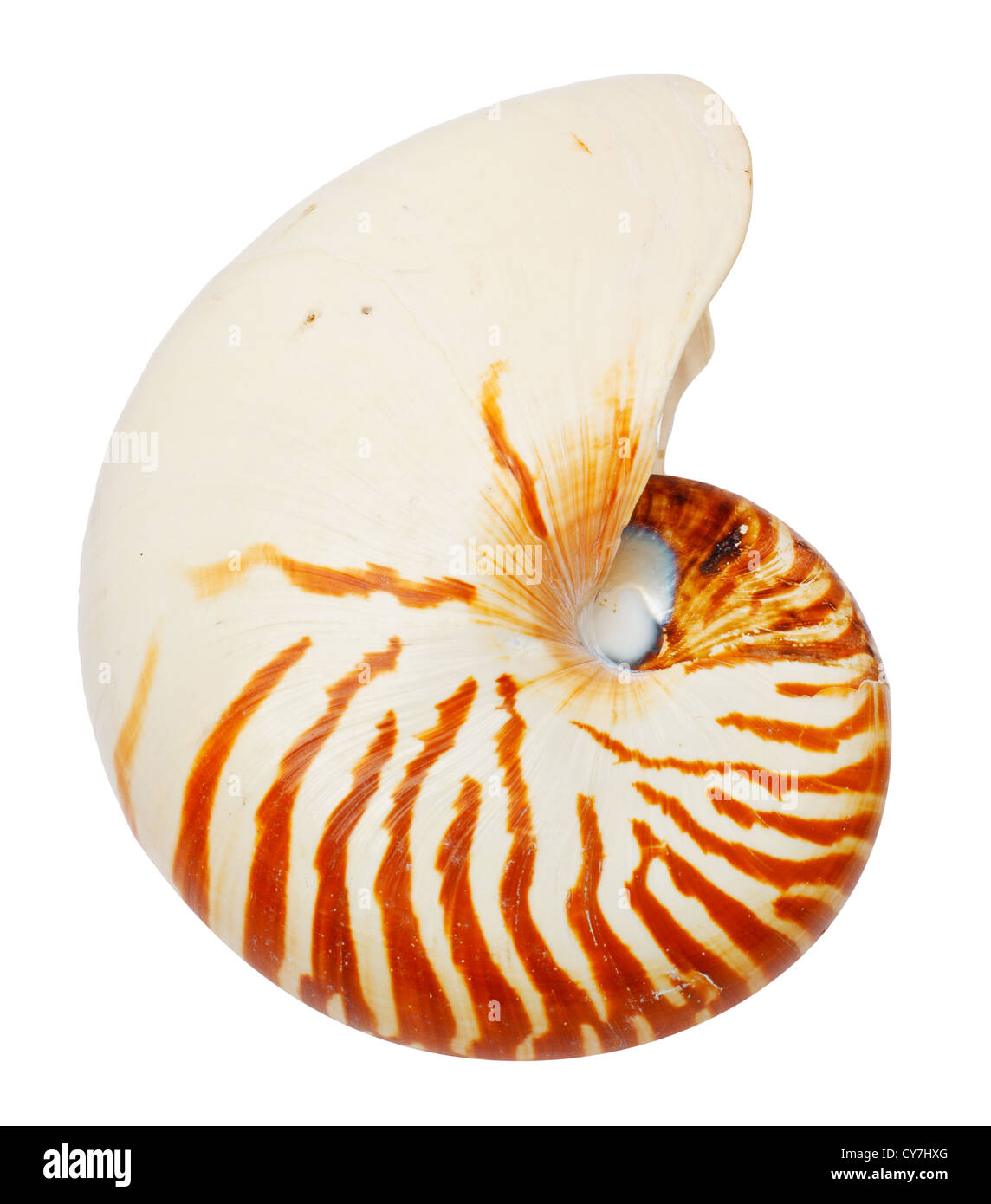sea shell isolated on white Stock Photo - Alamy