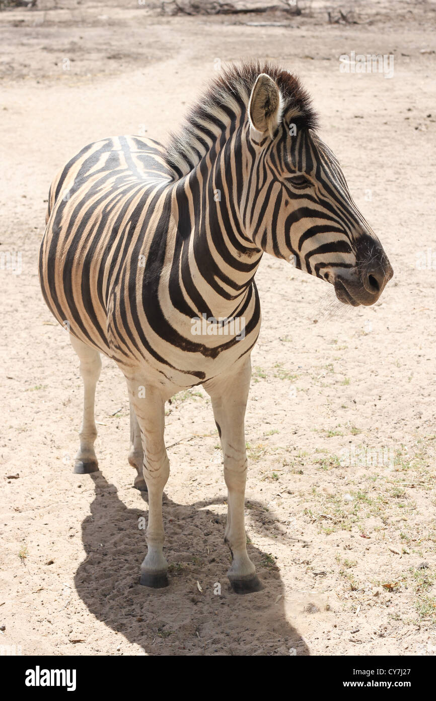 Standing Zebra from the front Stock Photo - Alamy