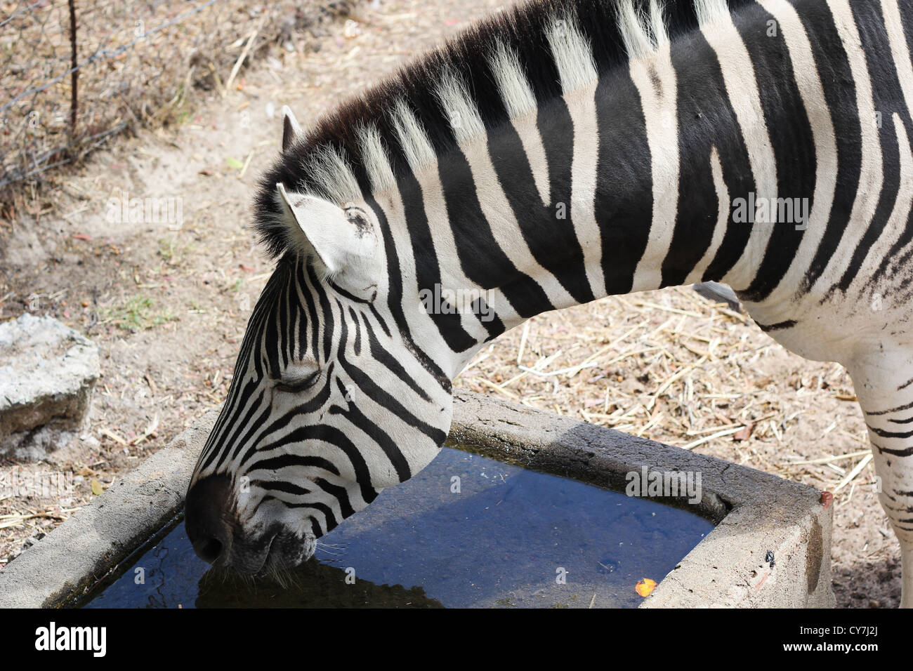 Zebra Drinking Water Drawing