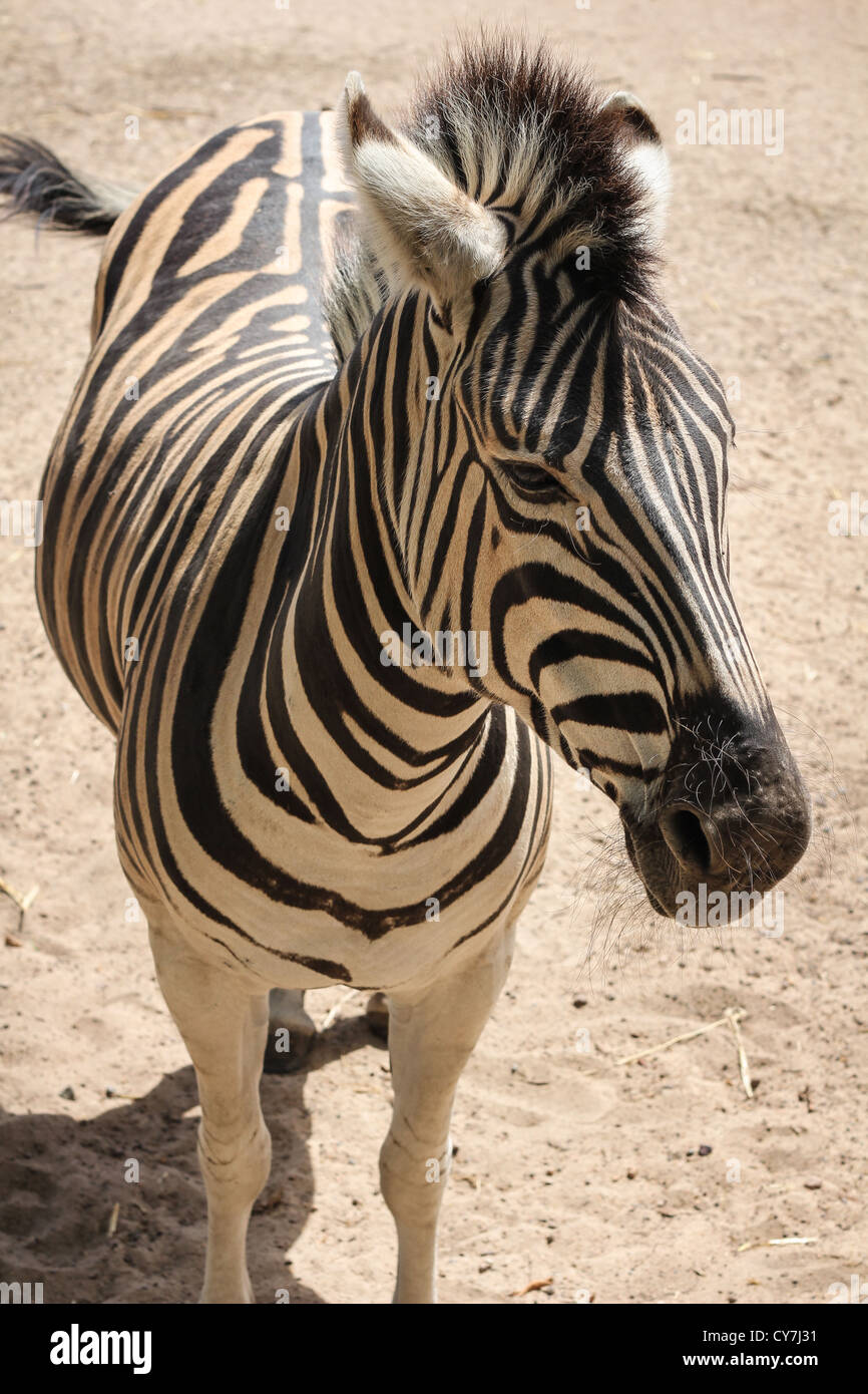 Standing Zebra from the front Stock Photo - Alamy