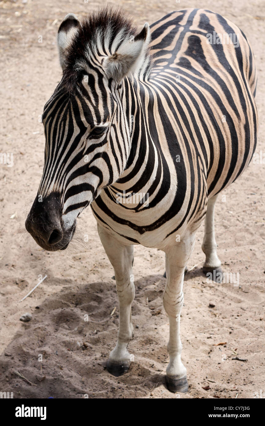 Standing Zebra from the front Stock Photo - Alamy