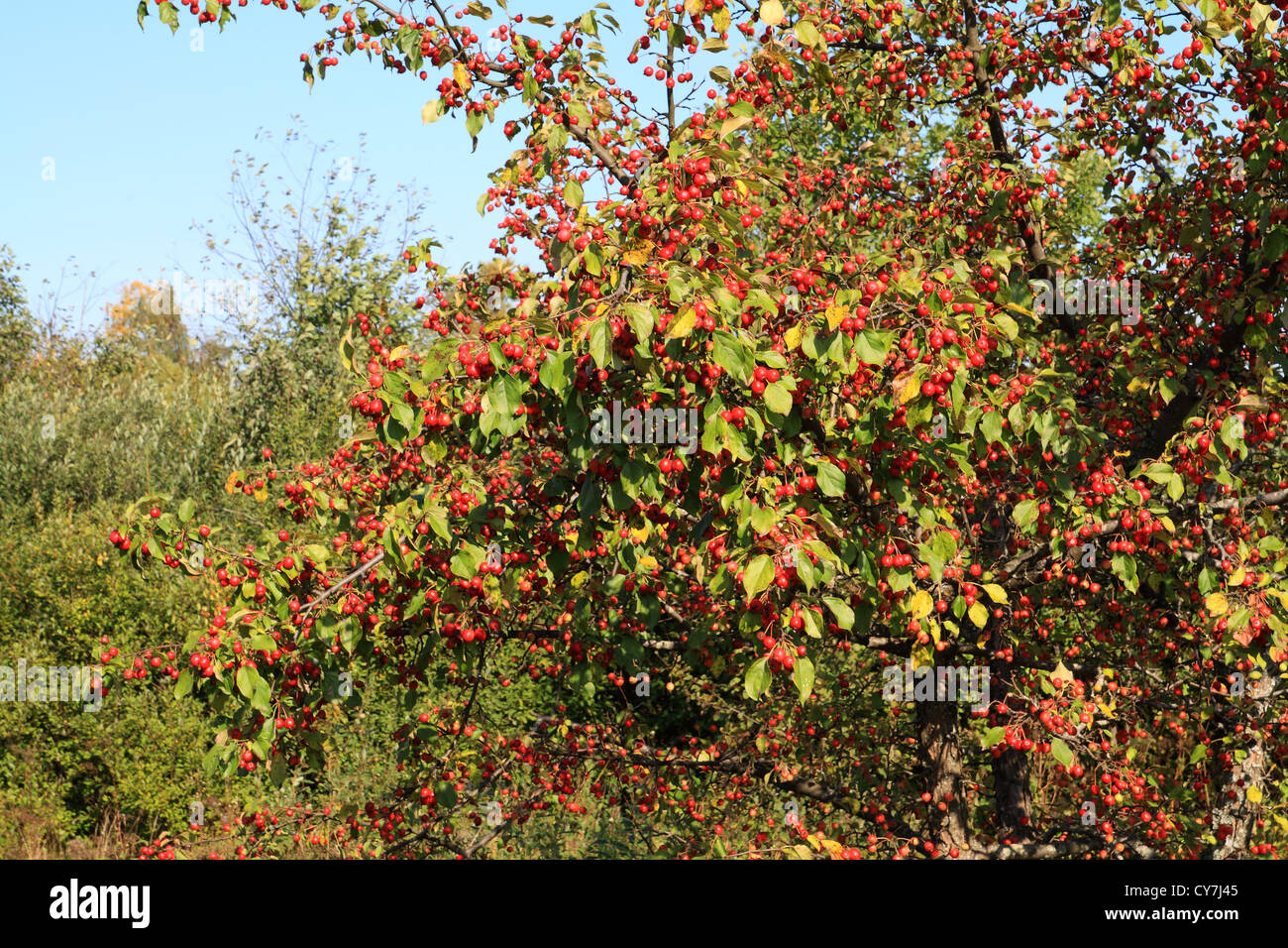 Small red trees hi-res stock photography and images - Alamy