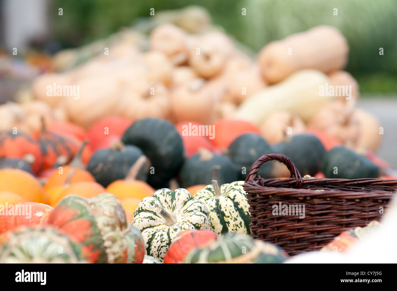 Colourful Pumpkin Collection At The Autumn Market Stock Photo - Alamy