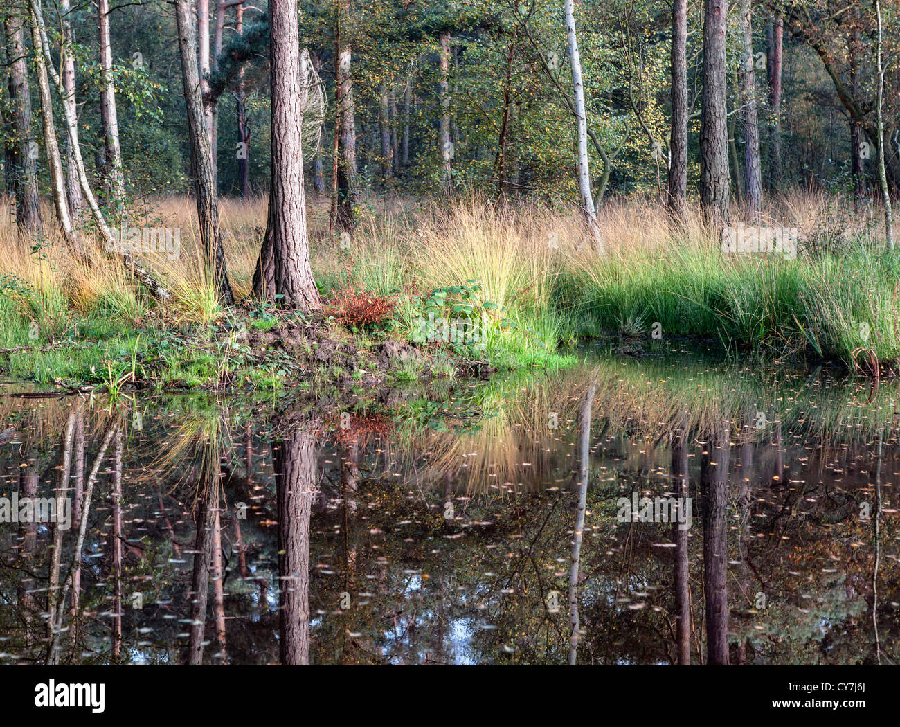 Ockham common hi-res stock photography and images - Alamy