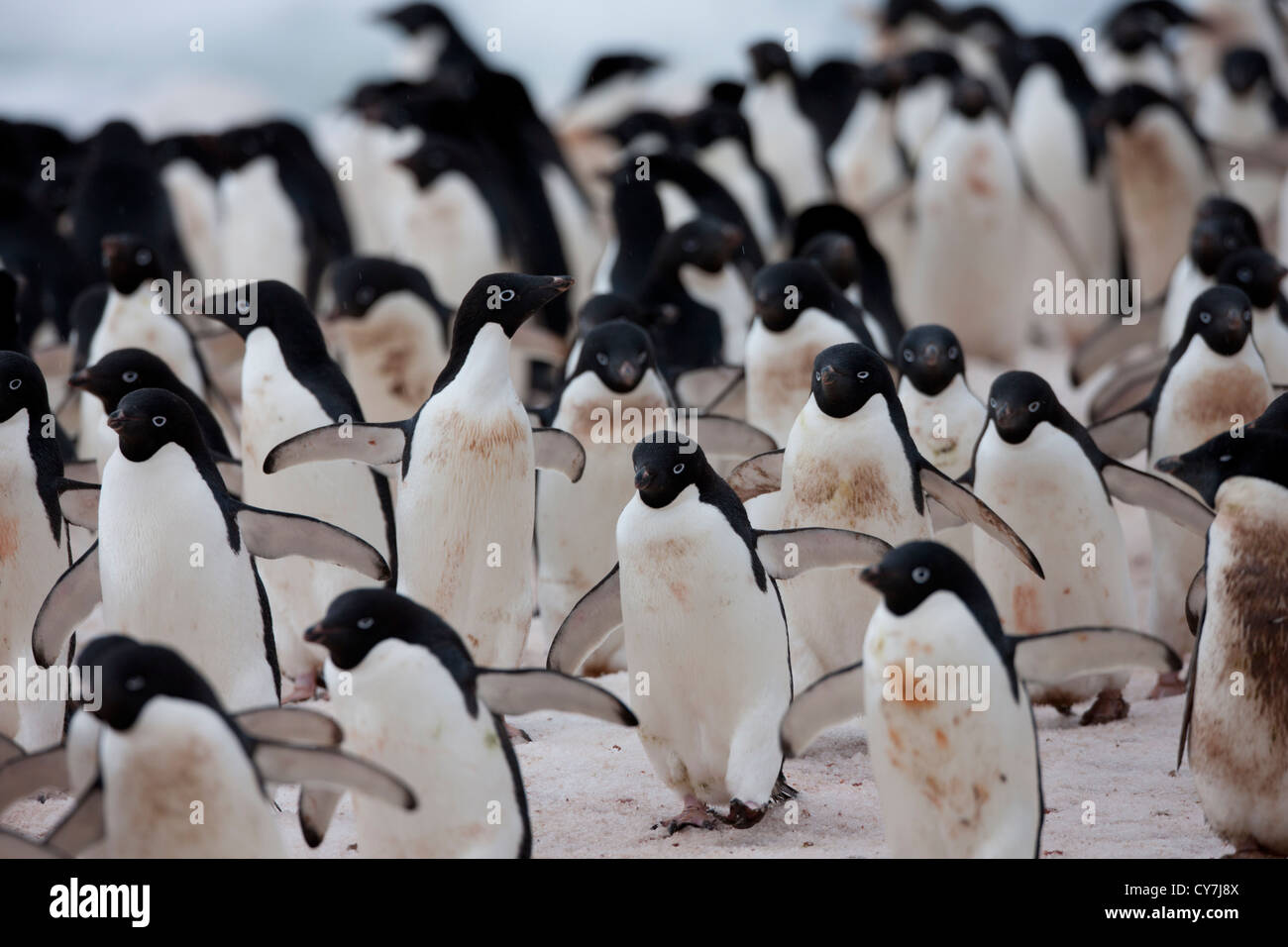 Adelie penguin hi-res stock photography and images - Alamy