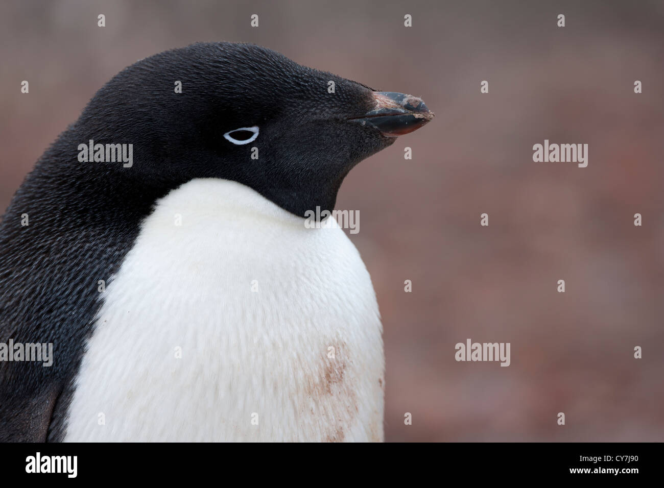 Adelie Penguin (Pygoscelis adeliae) on Paulet Island, Antarctica Stock ...