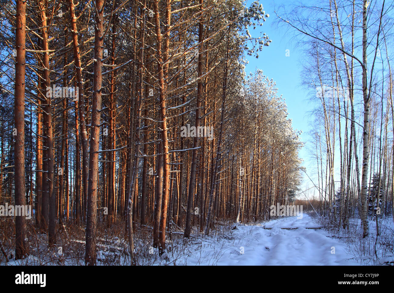 aging rural road in pine wood Stock Photo - Alamy
