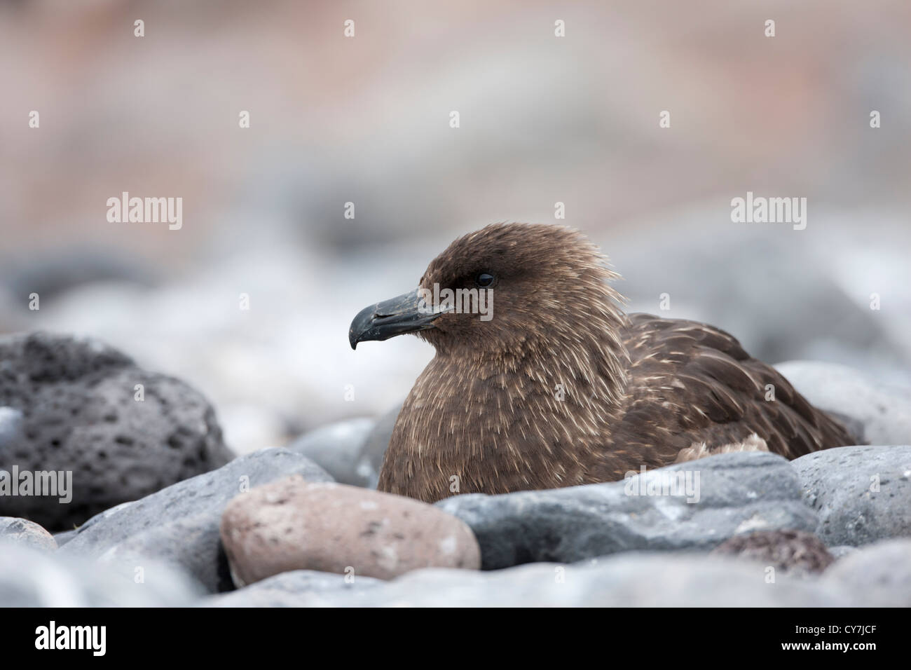 Brown Skua (Stercorarius antarcticus lonnbergi), Subantarctic subspecies, resting on Paulet ...