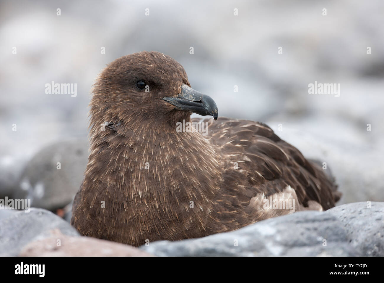 Brown Skua (Stercorarius antarcticus lonnbergi), Subantarctic subspecies, resting on Paulet ...